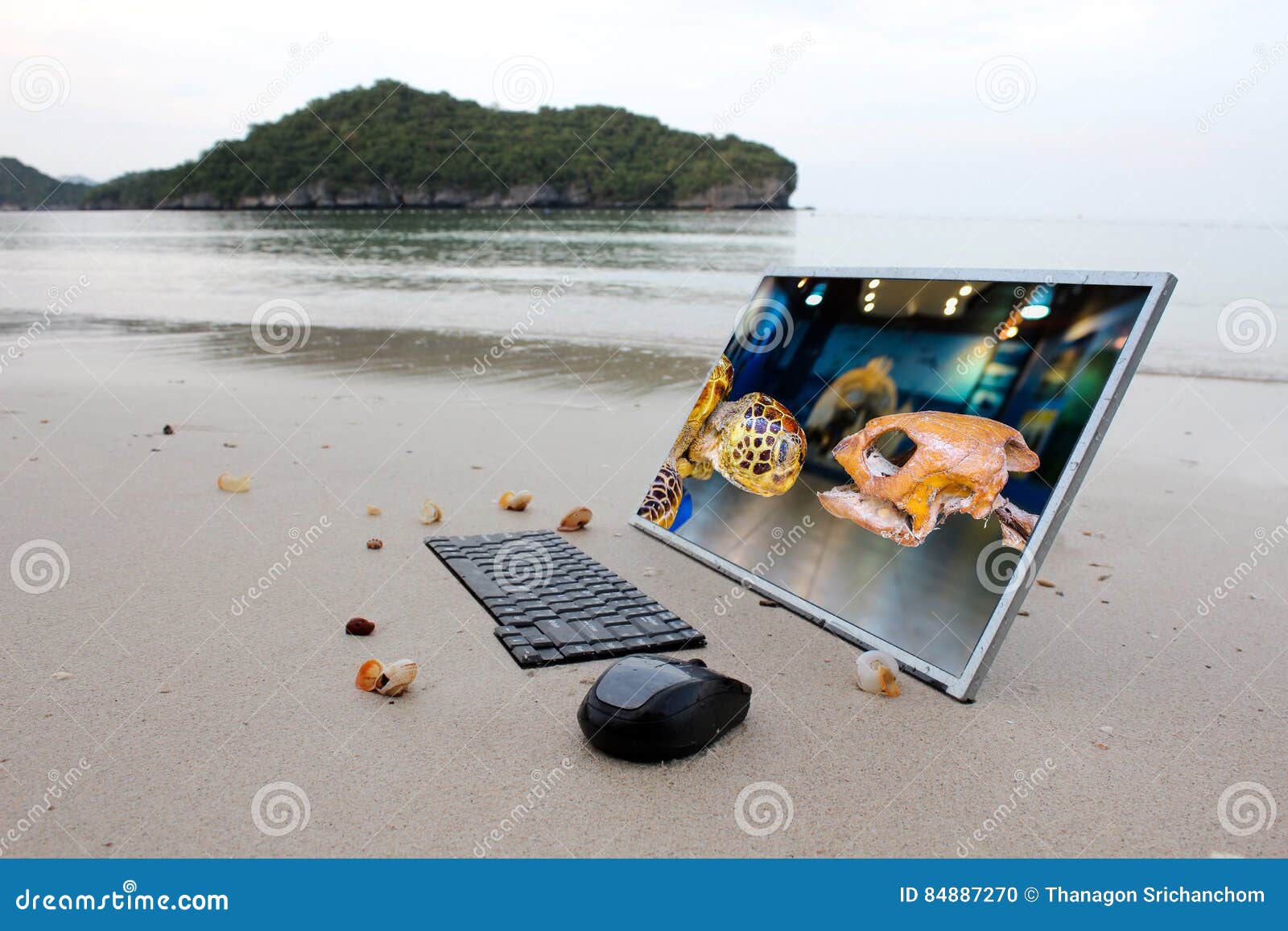 The Computer on a Beach with a Sea Turtle. Stock Photo - Image of ...
