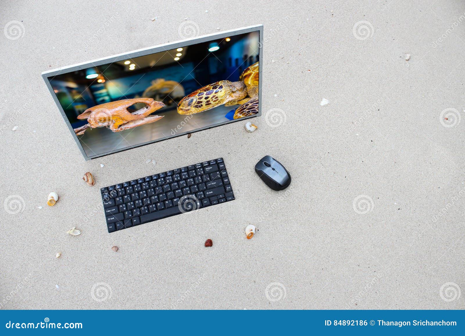The Computer on a Beach with a Sea Turtle Images on the Screen. Stock ...