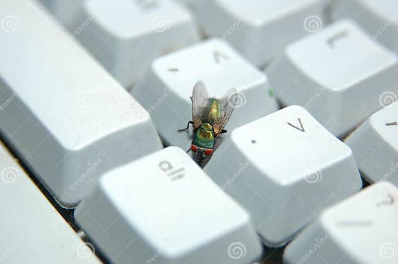 Computer bug stock photo. Image of computers, insect, keyboard - 1075282