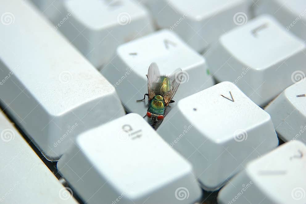 Computer bug stock photo. Image of computers, insect, keyboard - 1075282