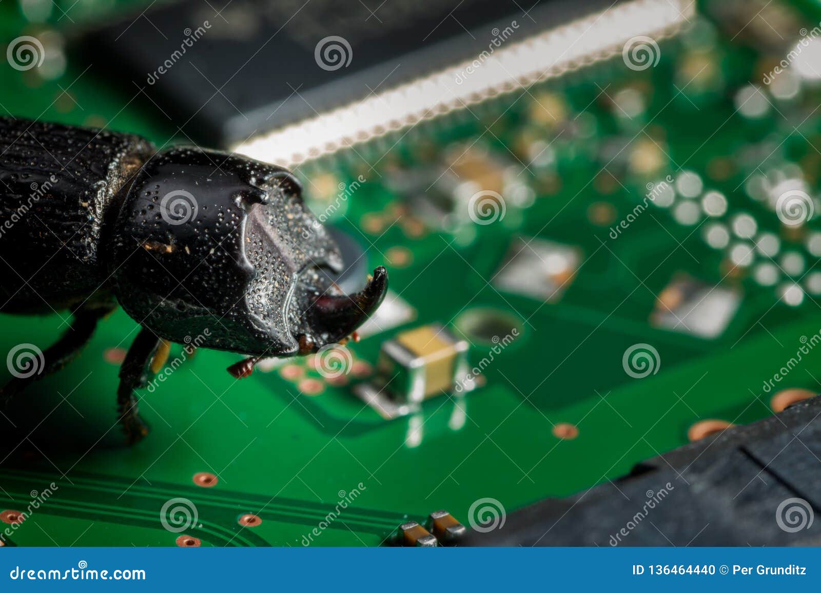A Computer Bug Causing Trouble - on a Circuit Board Stock Photo - Image ...