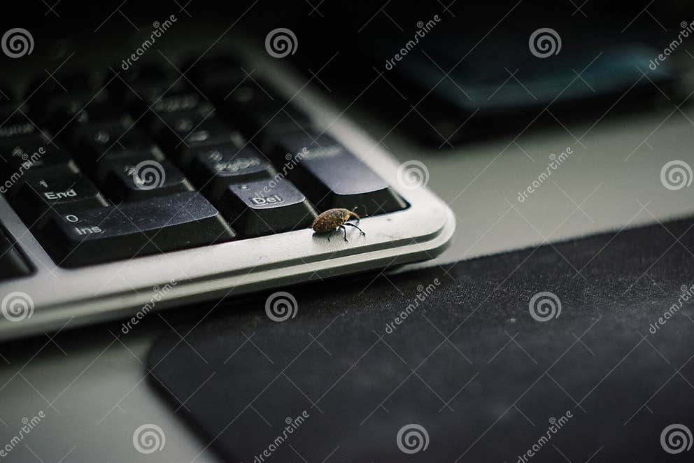 Computer bug on a keyboard stock image. Image of computer - 58428083