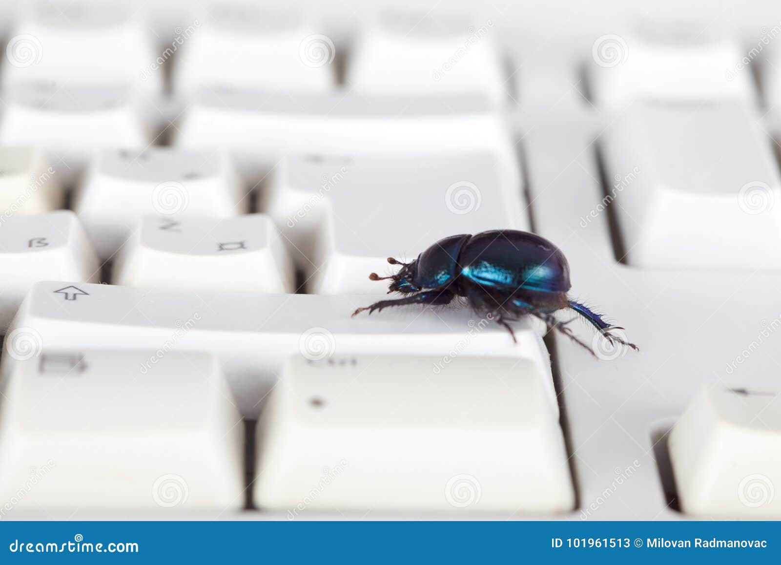 Computer Bug on the Keyboard Stock Image - Image of information ... Computer Bug on the Keyboard Stock Image - Image of information ...