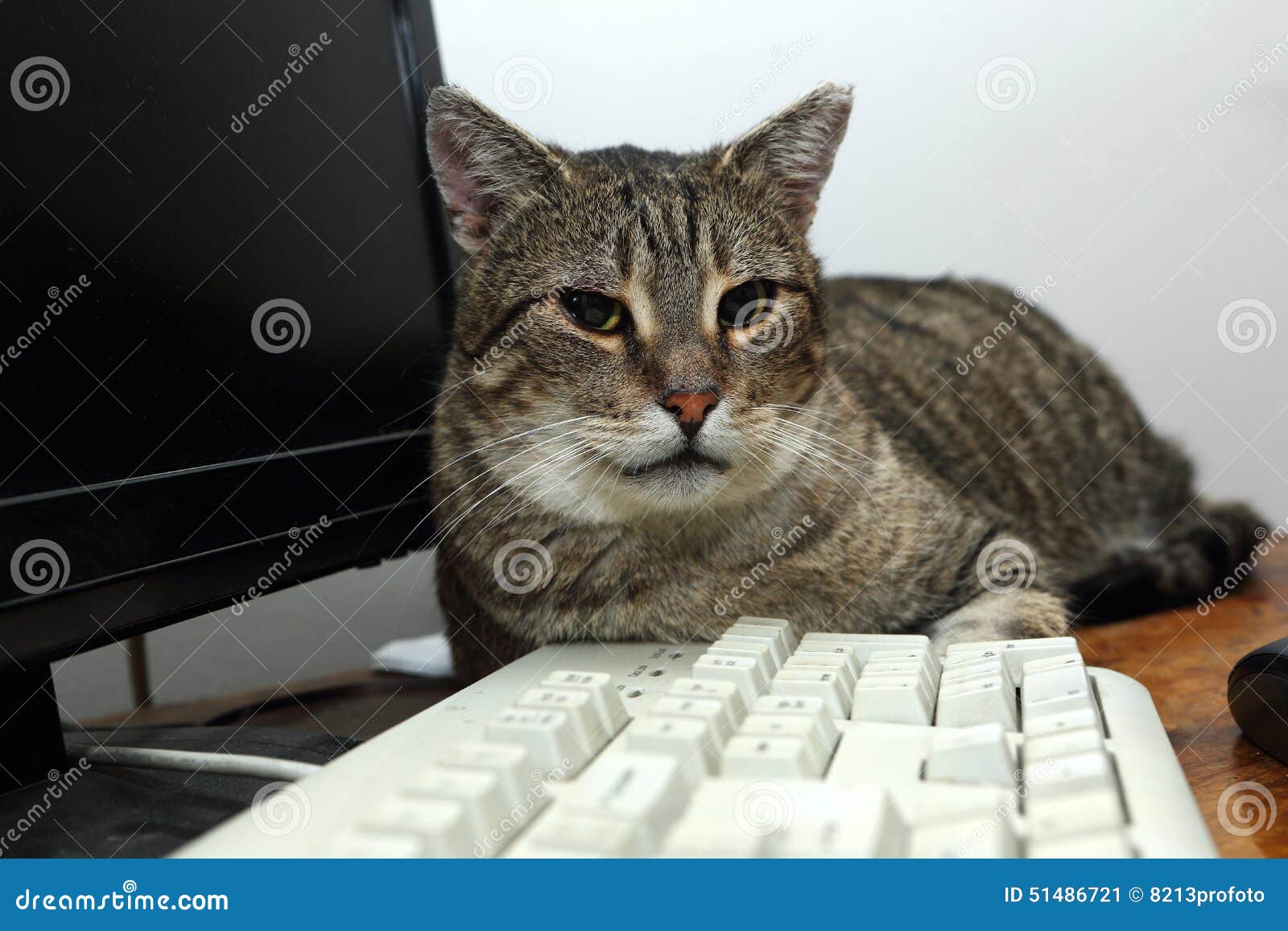Computer cat stock image. Image of tail, feline, commerce - 51486721