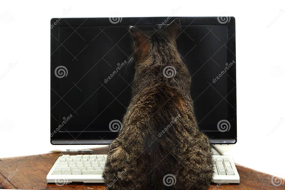 Computer cat stock image. Image of processing, black - 51486787