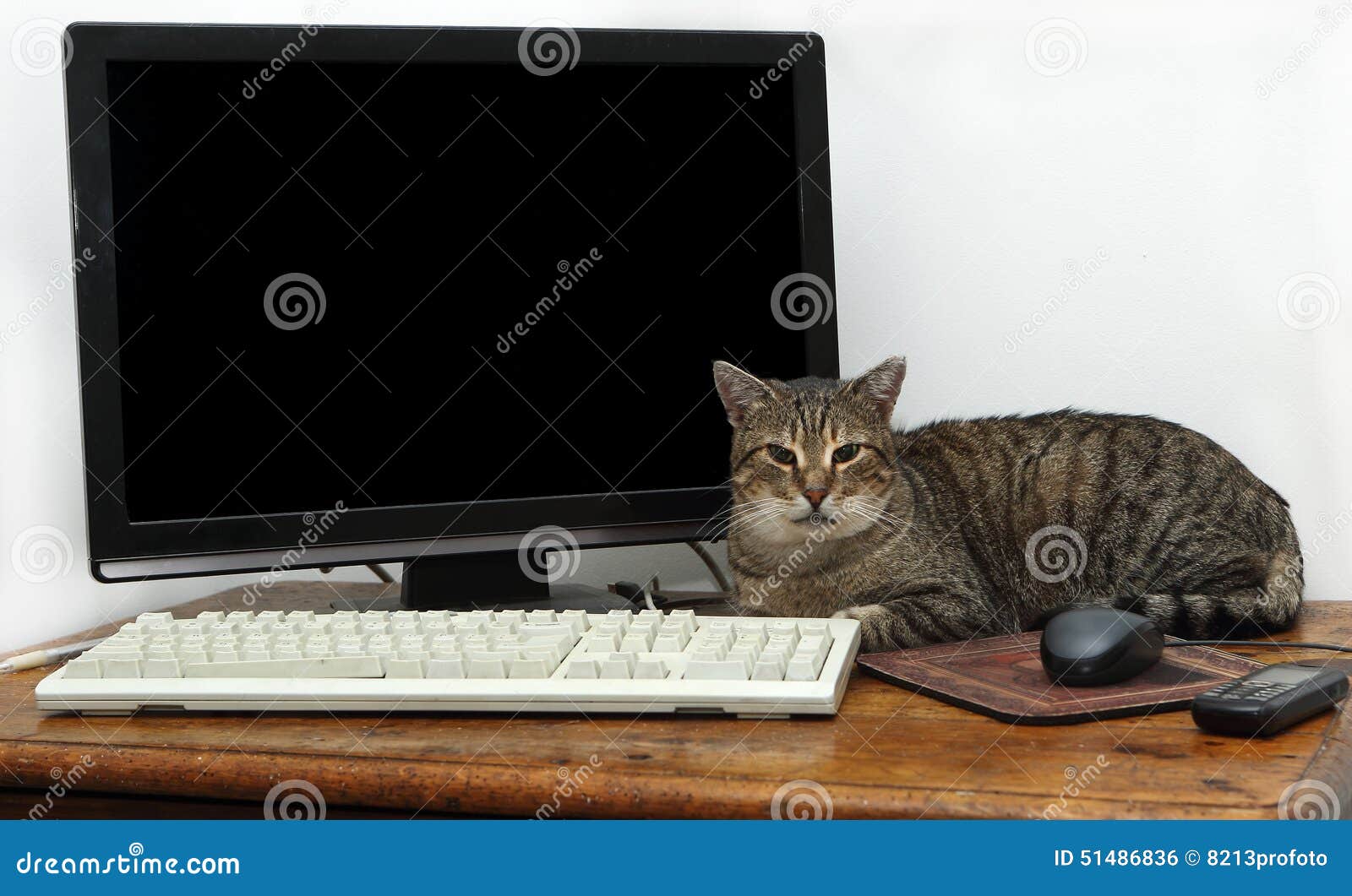 Computer cat stock photo. Image of mammal, learning, notebook - 51486836
