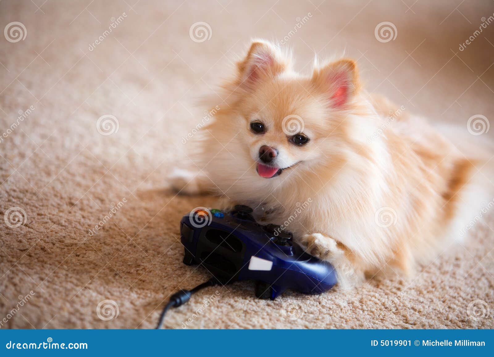 Computer, Der Pomeranian Spielt Stockbild - Bild von entzückend, tier ...