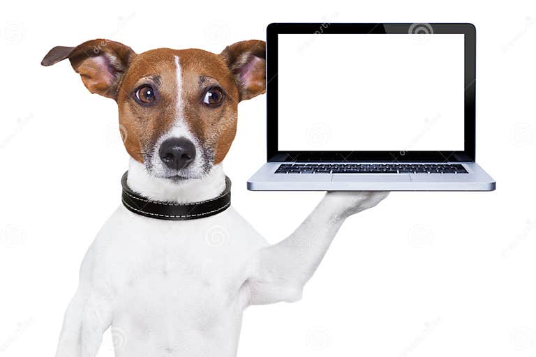 Computer dog stock photo. Image of laptop, display, electronic - 29262036