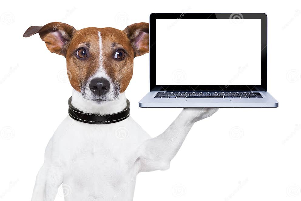 Computer dog stock photo. Image of laptop, display, electronic - 29262036