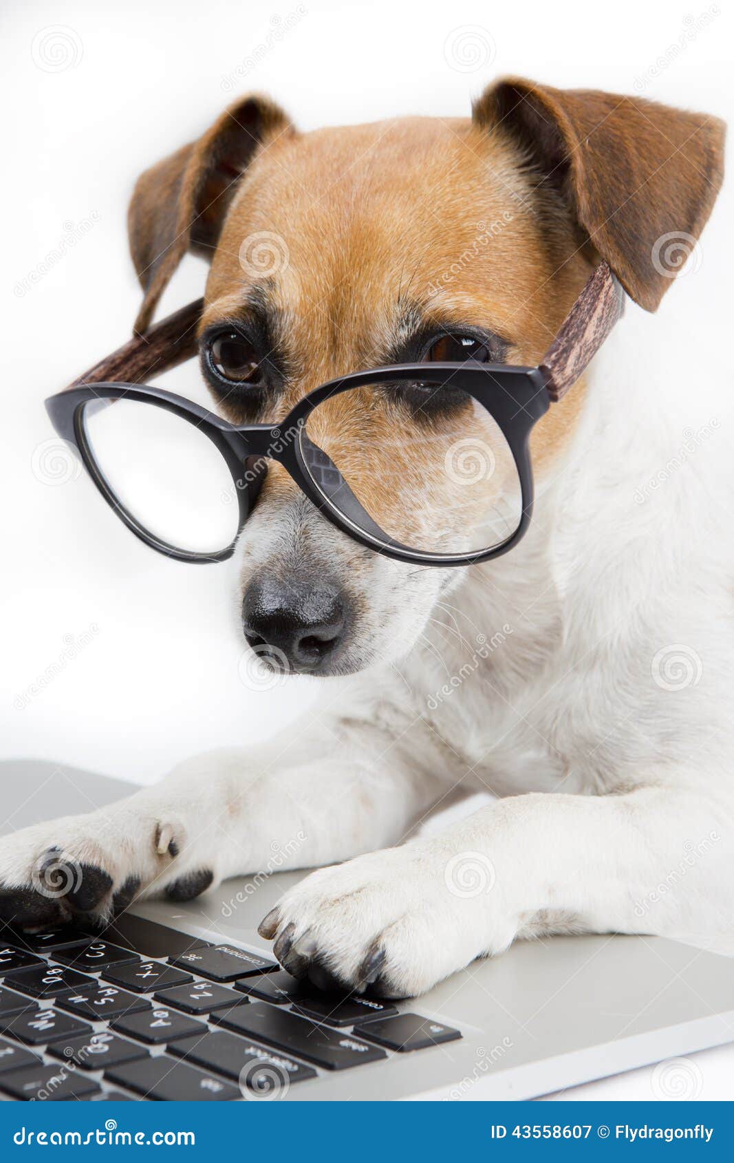 Dog Typing On Keyboard