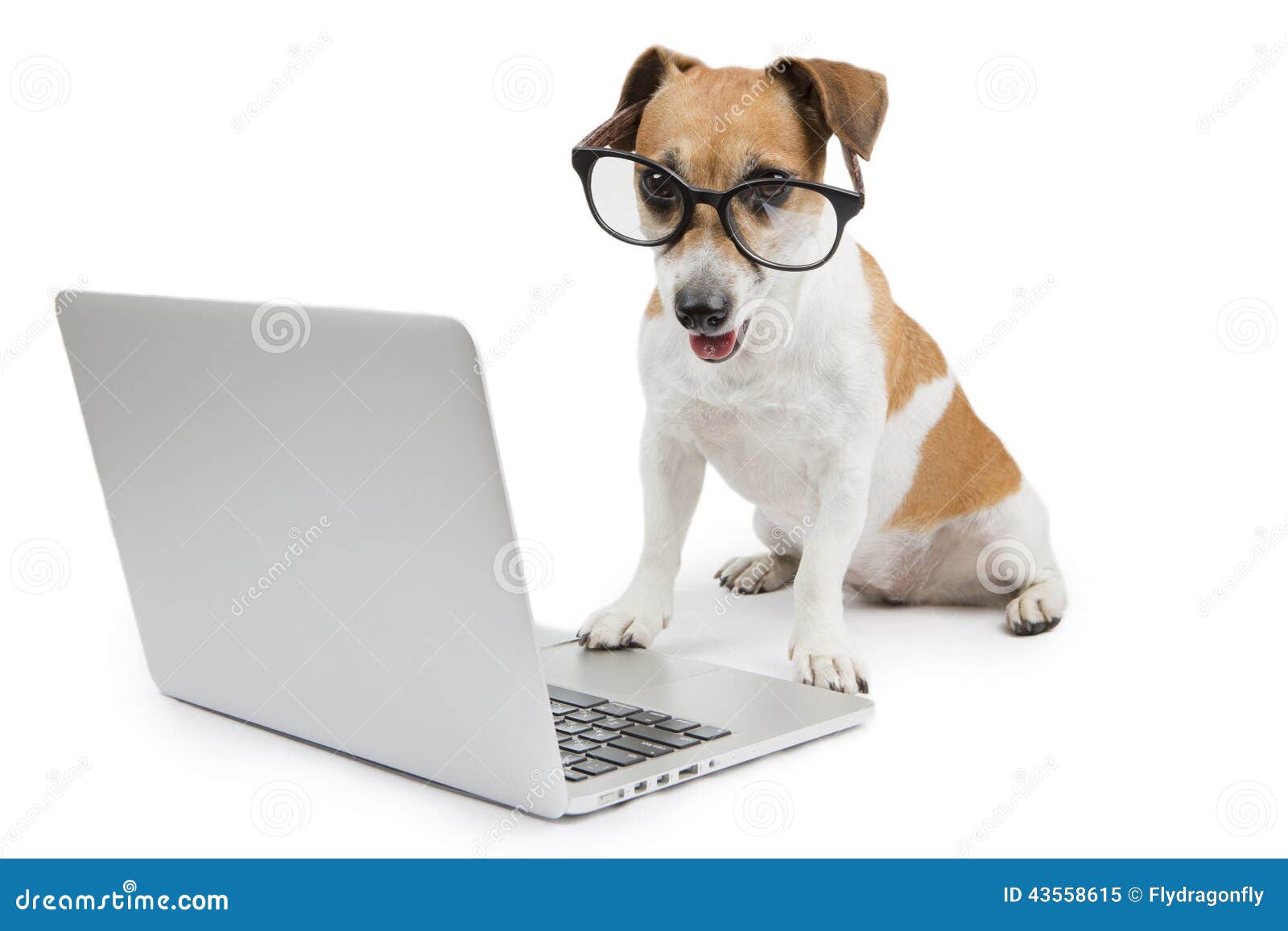 Computer dog stock image. Image of looking, claim, laptop - 43558615
