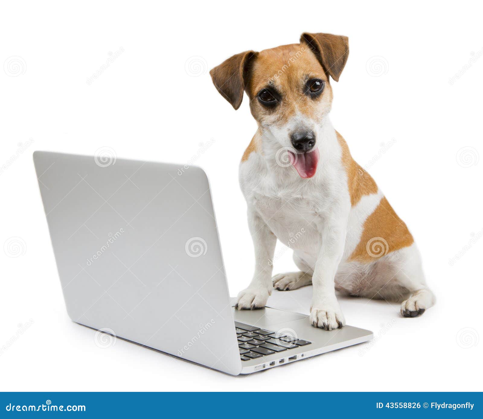 Computer dog stock photo. Image of nerd, animal, background - 43558826