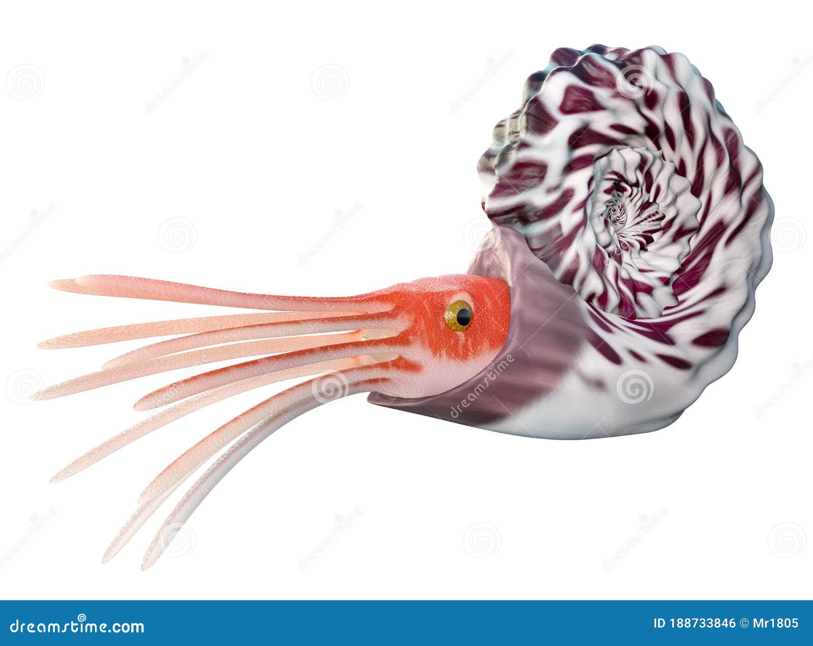 Ammonites. Ammonoids Are A Group Of Extinct Marine Mollusc Animals In ...