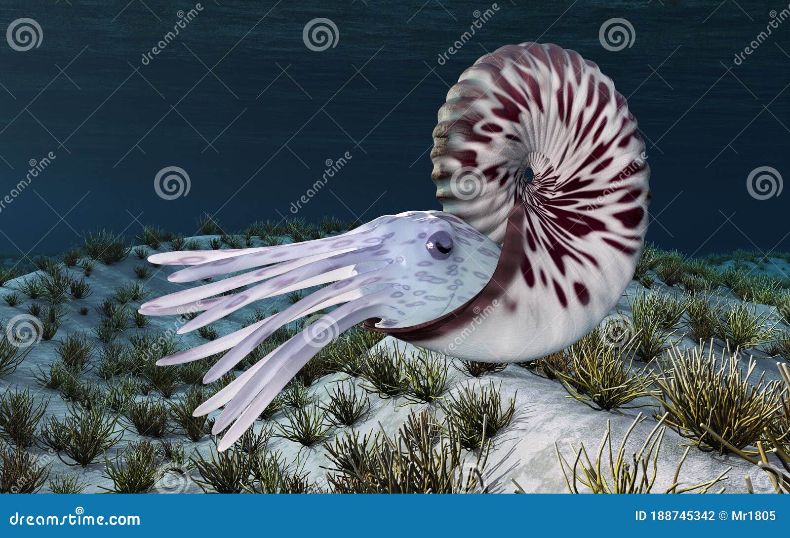 Ammonites Cartoons, Illustrations & Vector Stock Images - 406 Pictures ...