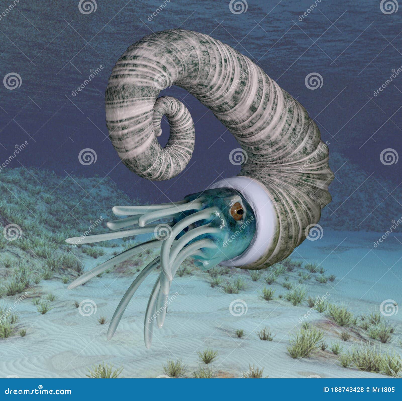 Ammonoids Cartoons, Illustrations & Vector Stock Images - 18 Pictures ...