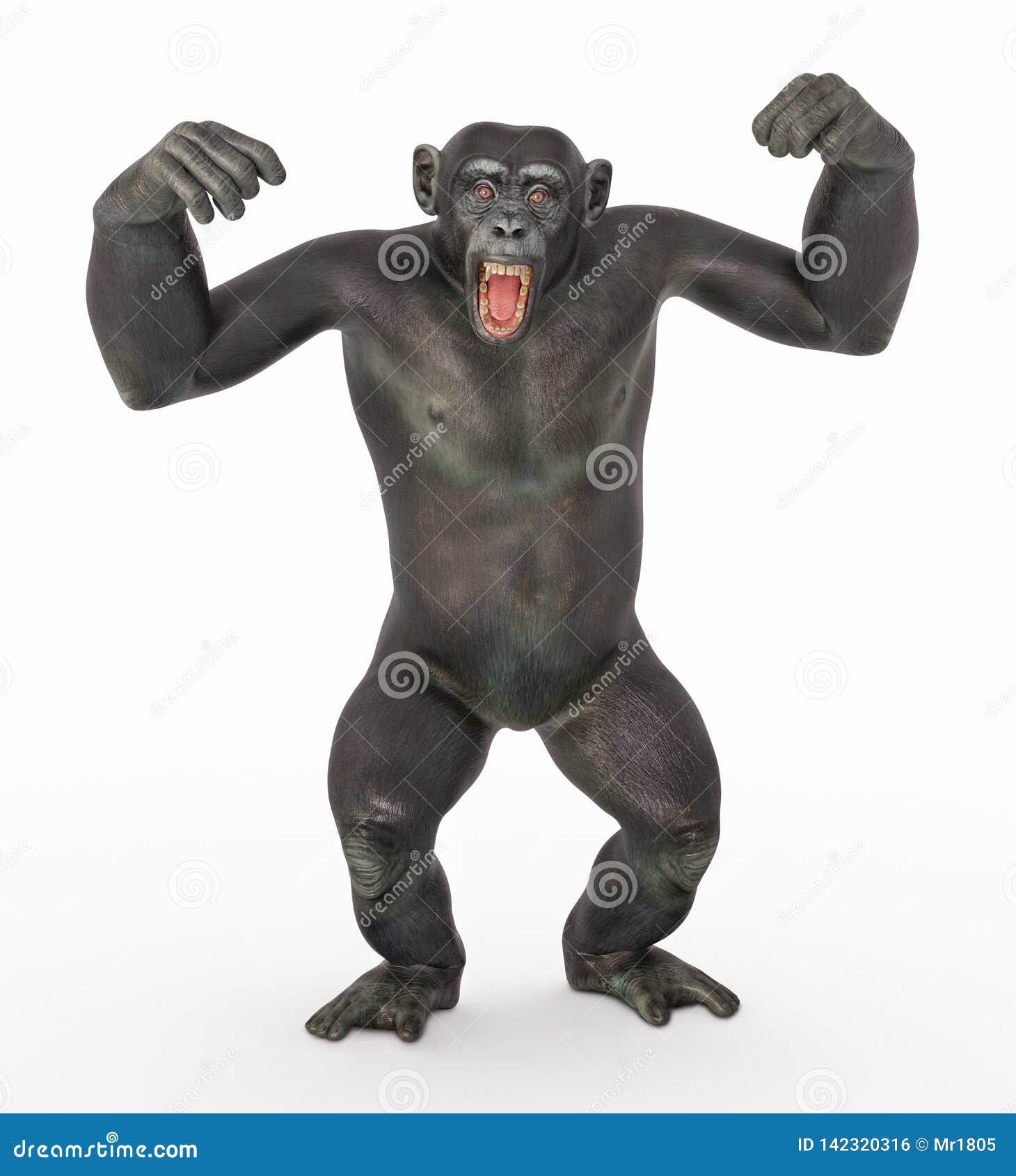 Chimpanzee In A Combative Pose Royalty-Free Illustration ...