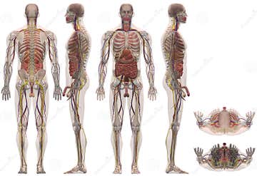 Human Male Anatomy Multiple Camera Angles Stock Photo - Illustration of ...