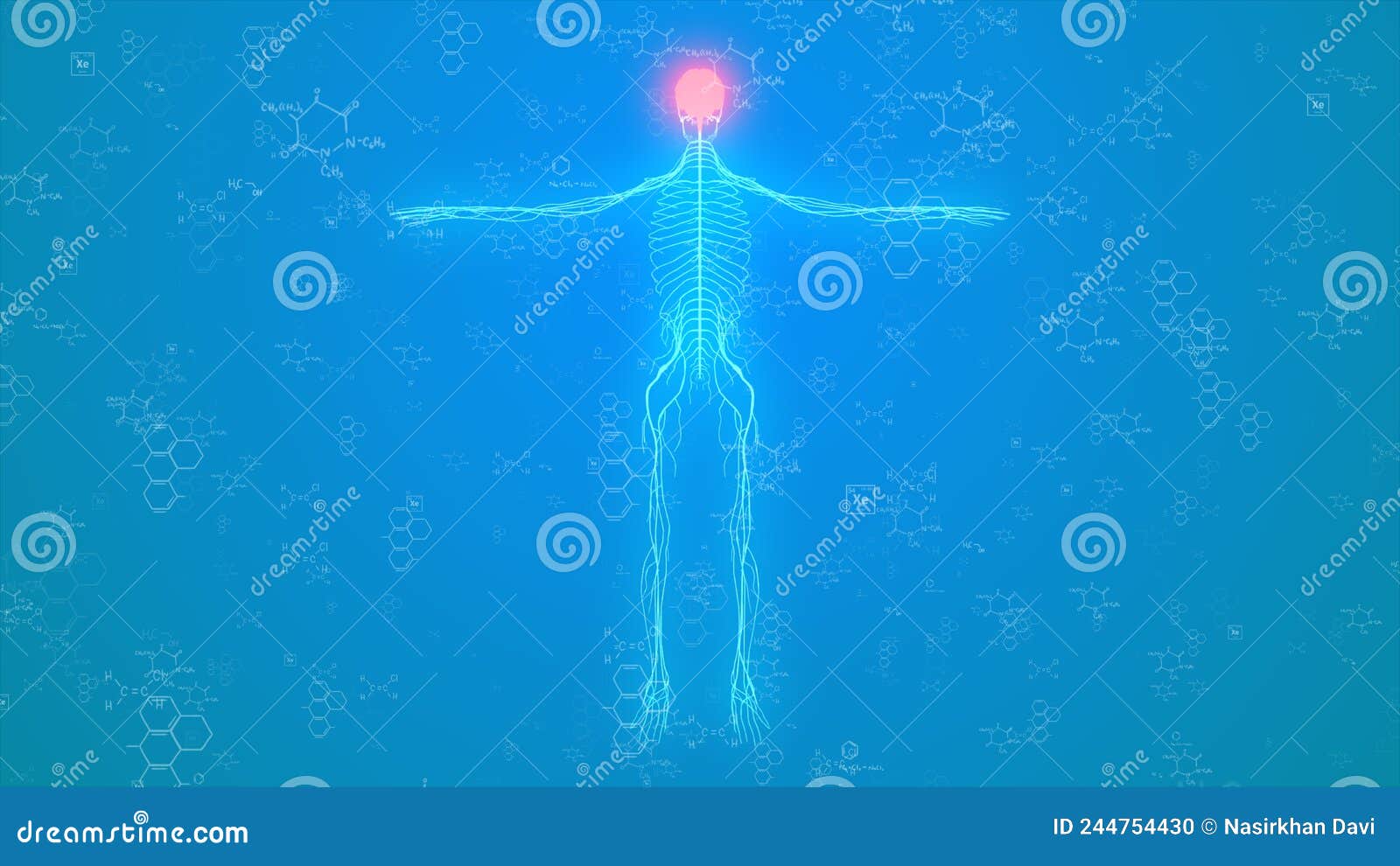 Computer Generated Entire Human Nerve System Highlighting with Red ...