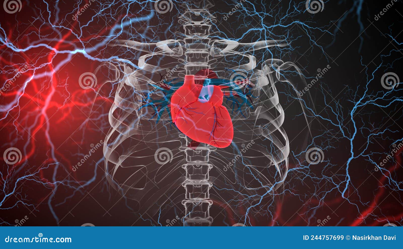 Computer Generated Human Heart Blinking System Anatomy Stock ...