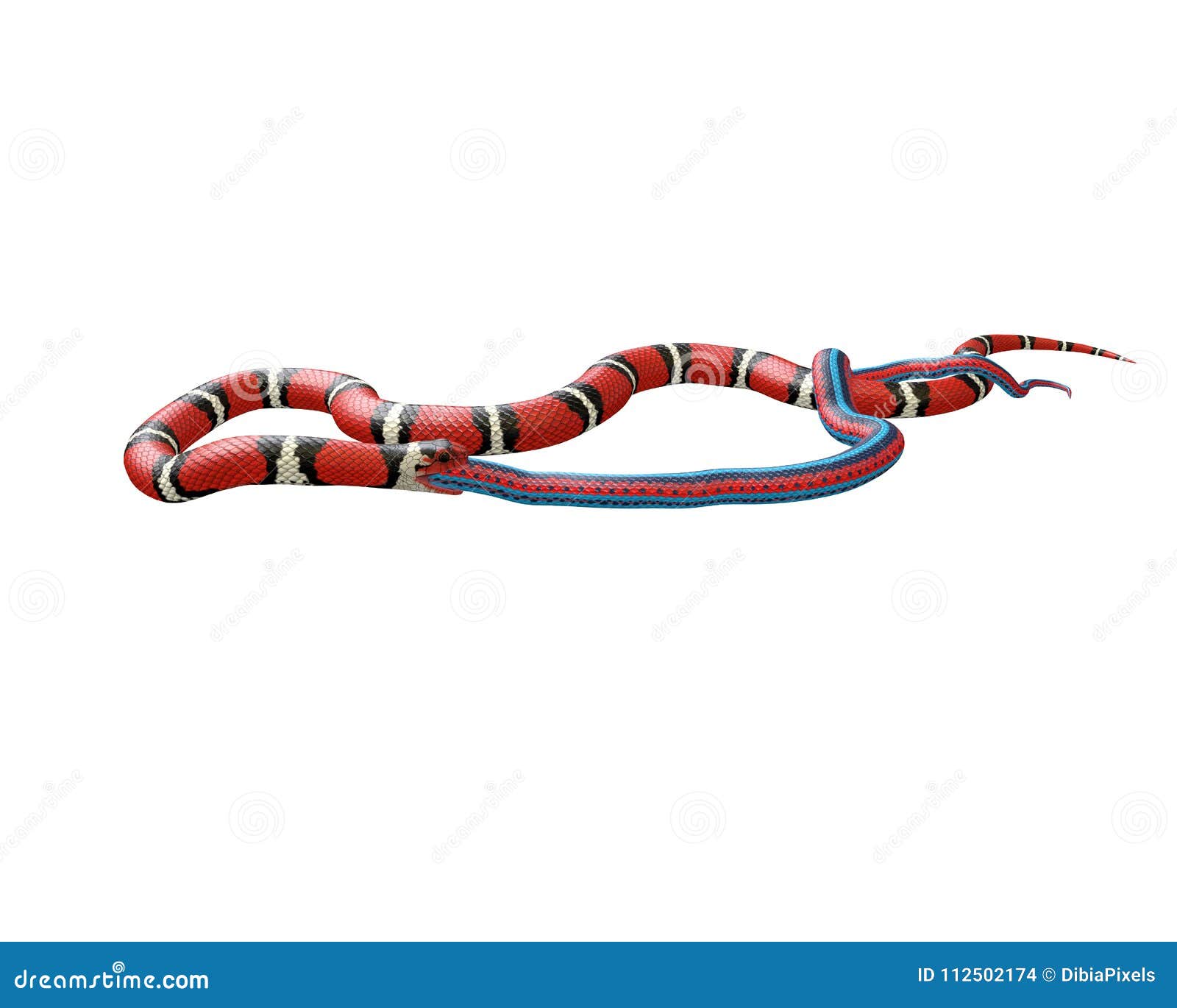 3D Illustration of a California King Snake Swallowing a Blue and Red ...