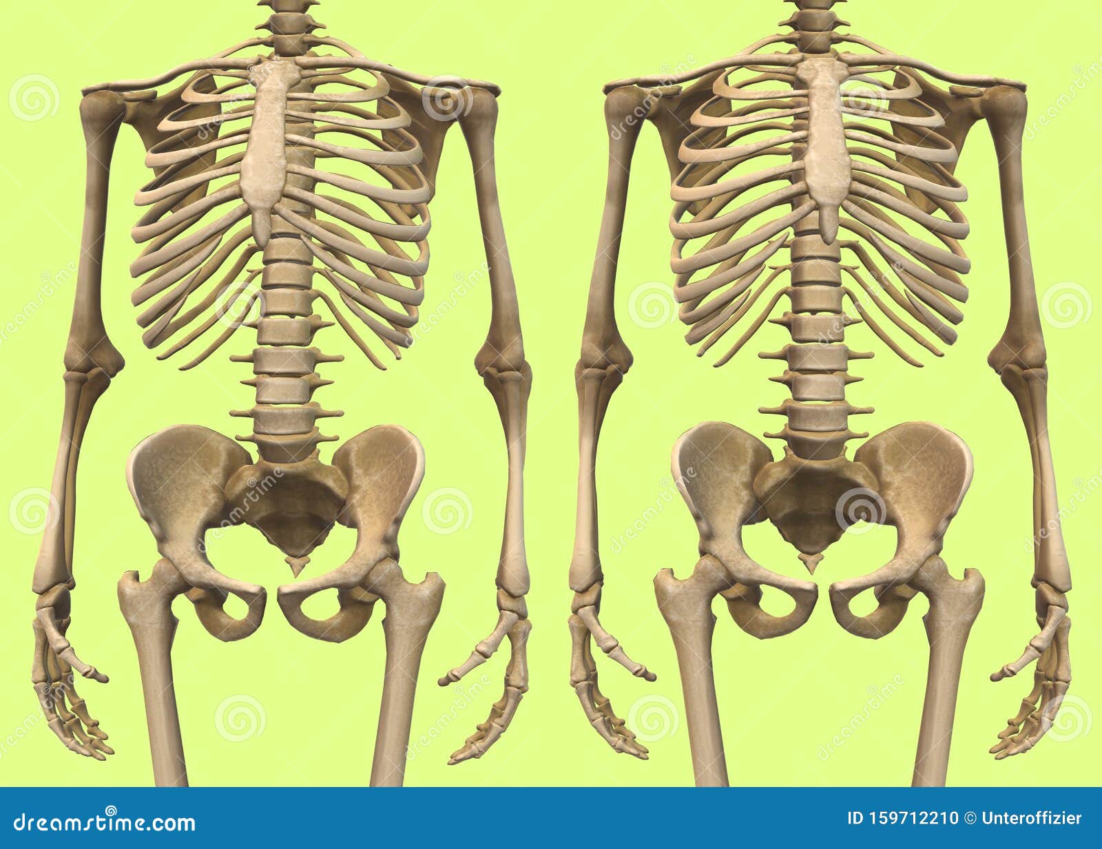 A Pair of Human Skeletons Focused on the Body Stock Illustration ...
