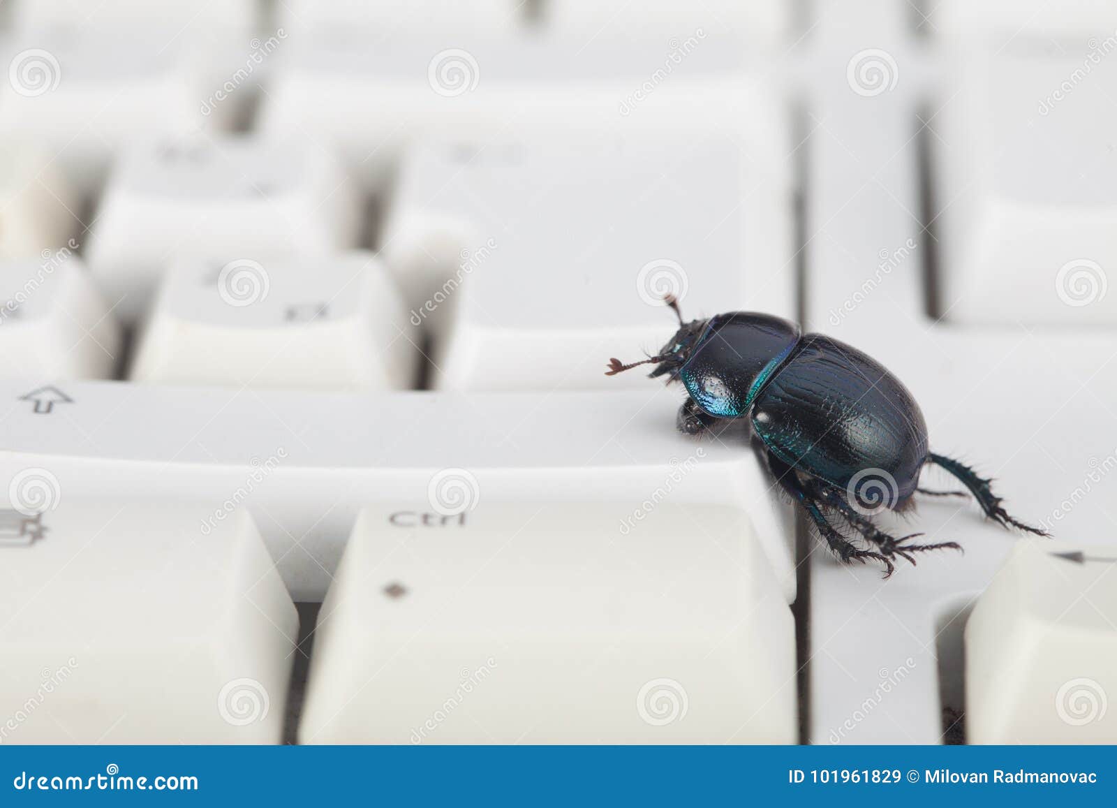 Computer Keyboard with Bug Key Stock Image - Image of chip, error ... Computer Keyboard with Bug Key Stock Image - Image of chip, error ...