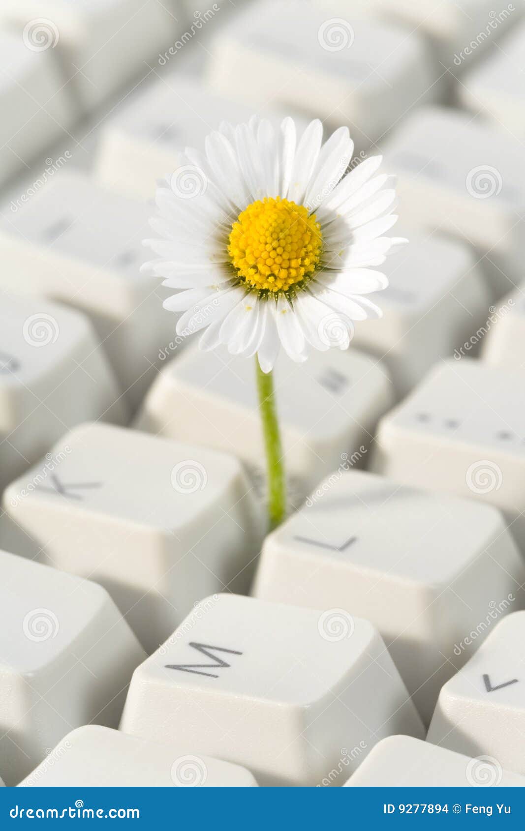 Computer Keyboard and Flower Stock Photo - Image of backgrounds ...