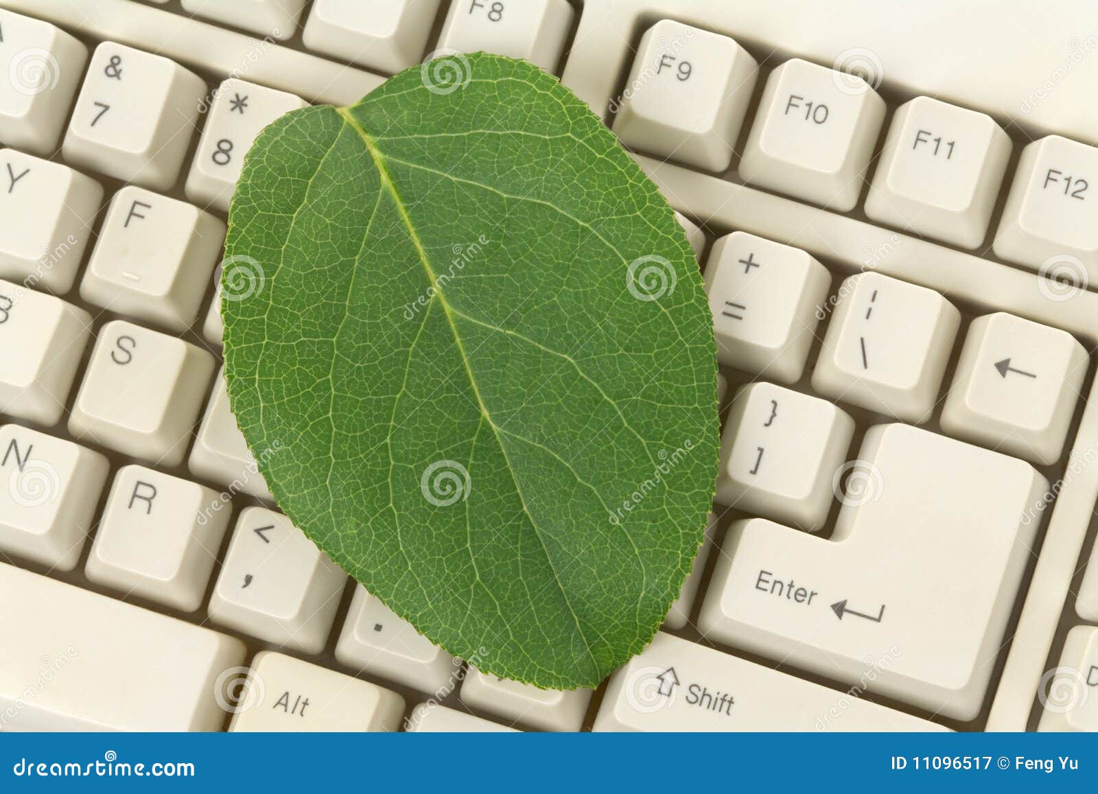 Computer Keyboard and leaf stock image. Image of green - 11096517