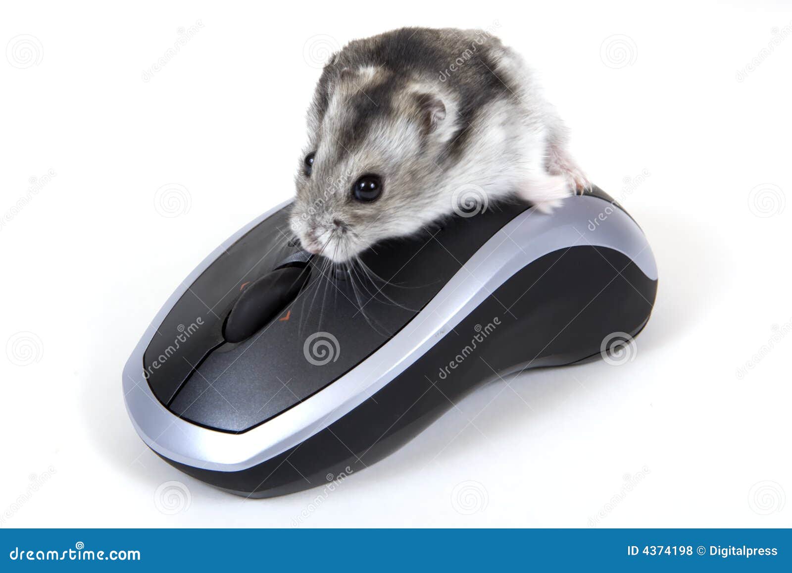 Computer mouse stock photo. Image of feldmaus, device - 4374198