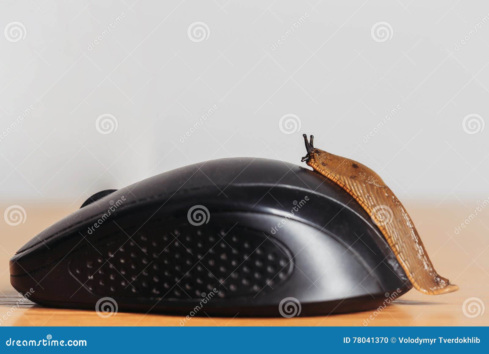 Computer Mouse and Garden Slug Stock Photo - Image of garden, control ...