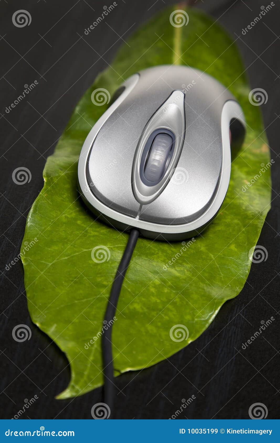 Computer mouse on a leaf stock image. Image of accessories - 10035199