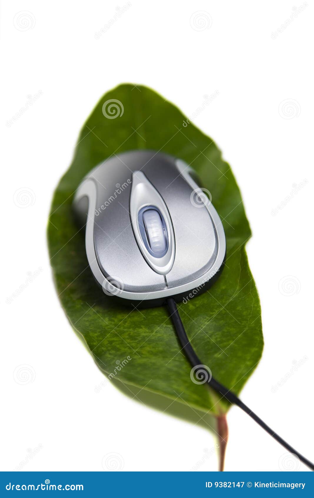 Computer mouse on a leaf stock image. Image of green, connection - 9382147