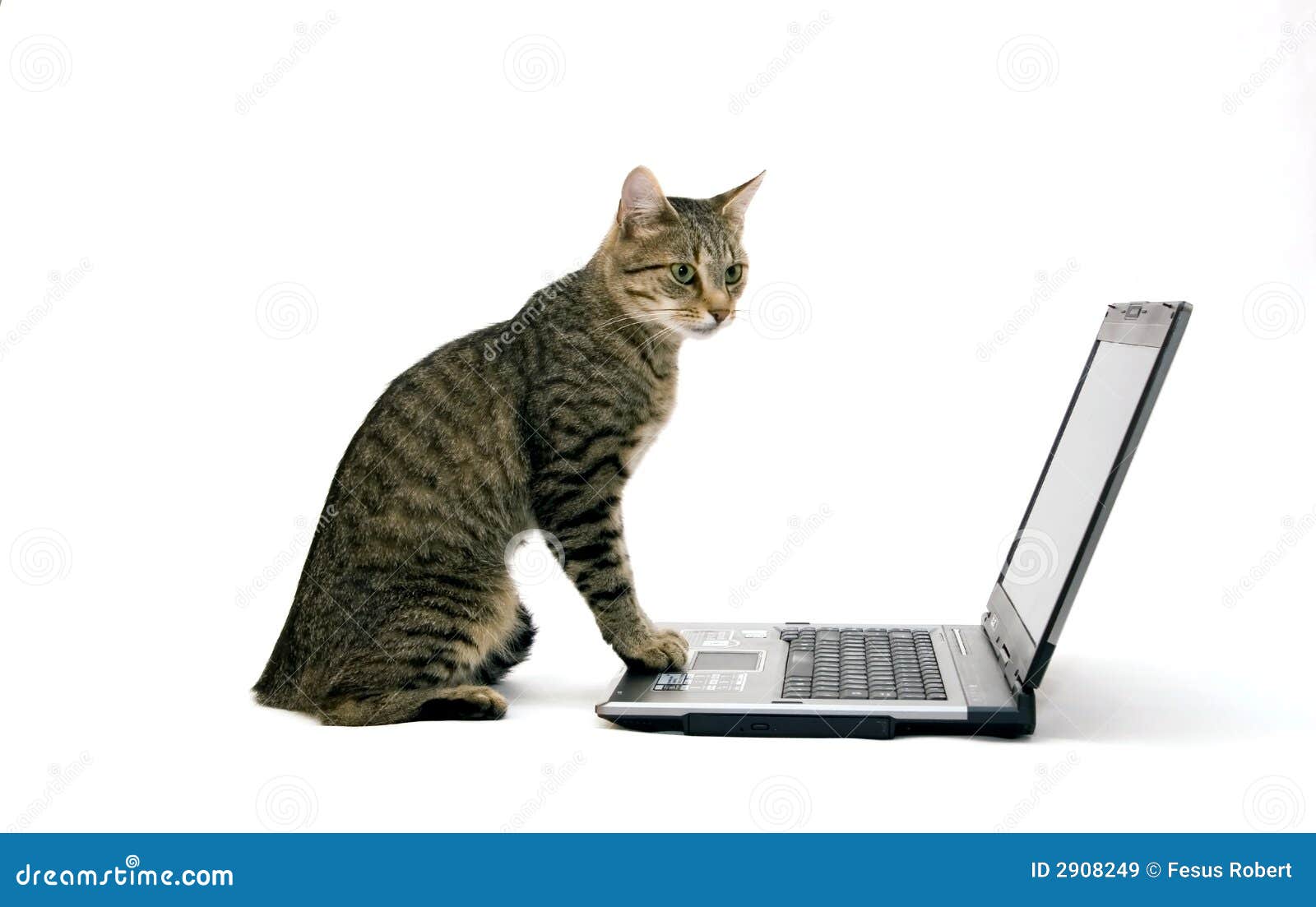 COMPUTER PORTATILE e gatto immagine stock. Immagine di nero - 2908249