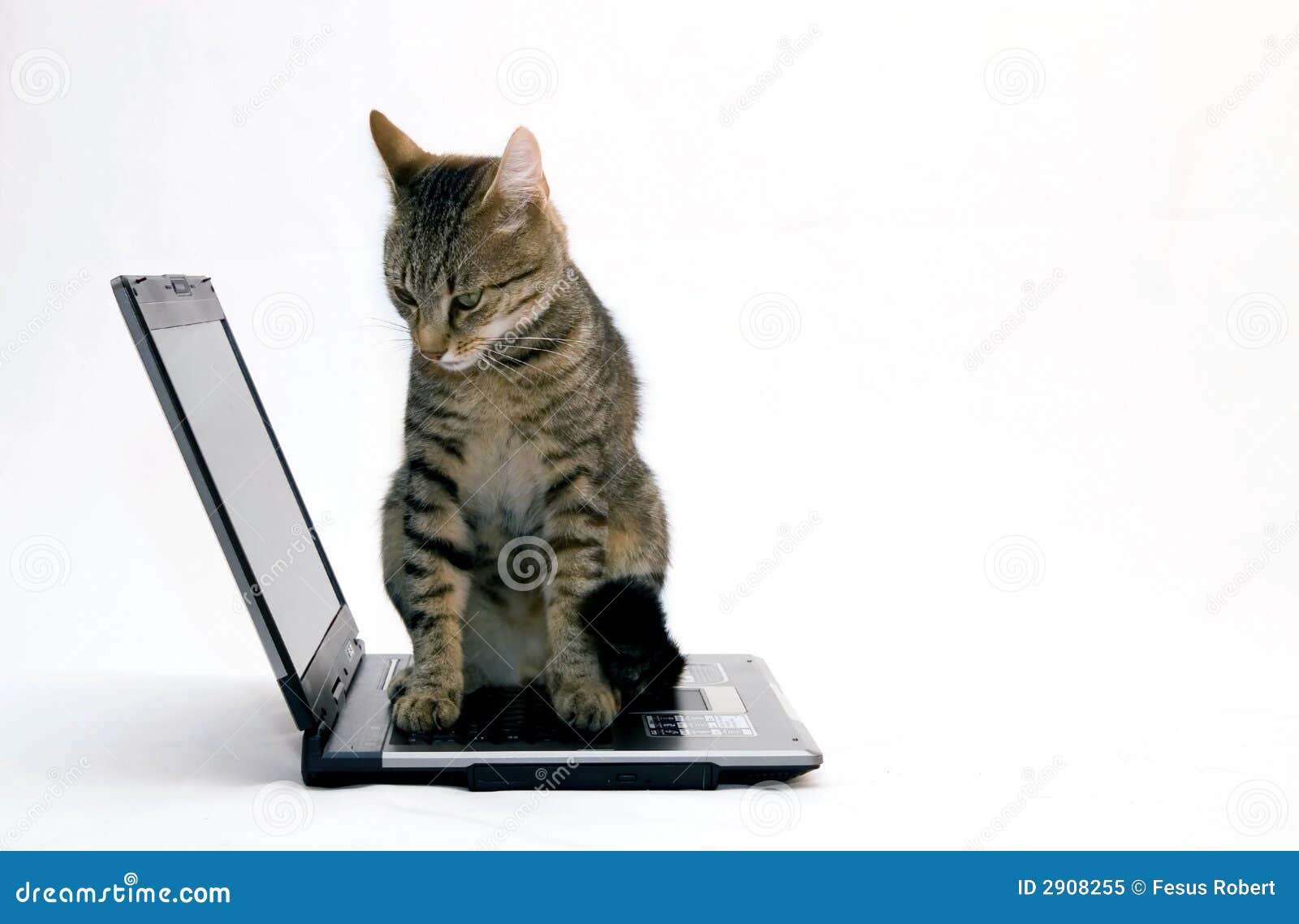 COMPUTER PORTATILE e gatto immagine stock. Immagine di collegamenti ...