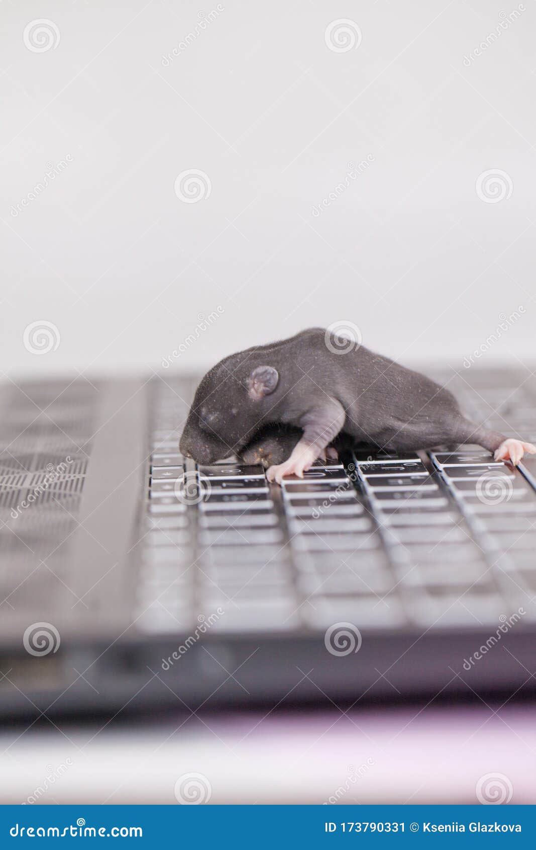 Computer Rat. Computer Hacker Mouse Stock Image - Image of buttons ...