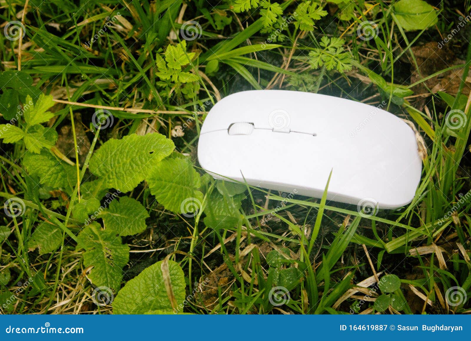 Computers Mouse on the Grass Stock Image - Image of jungle, computer ...