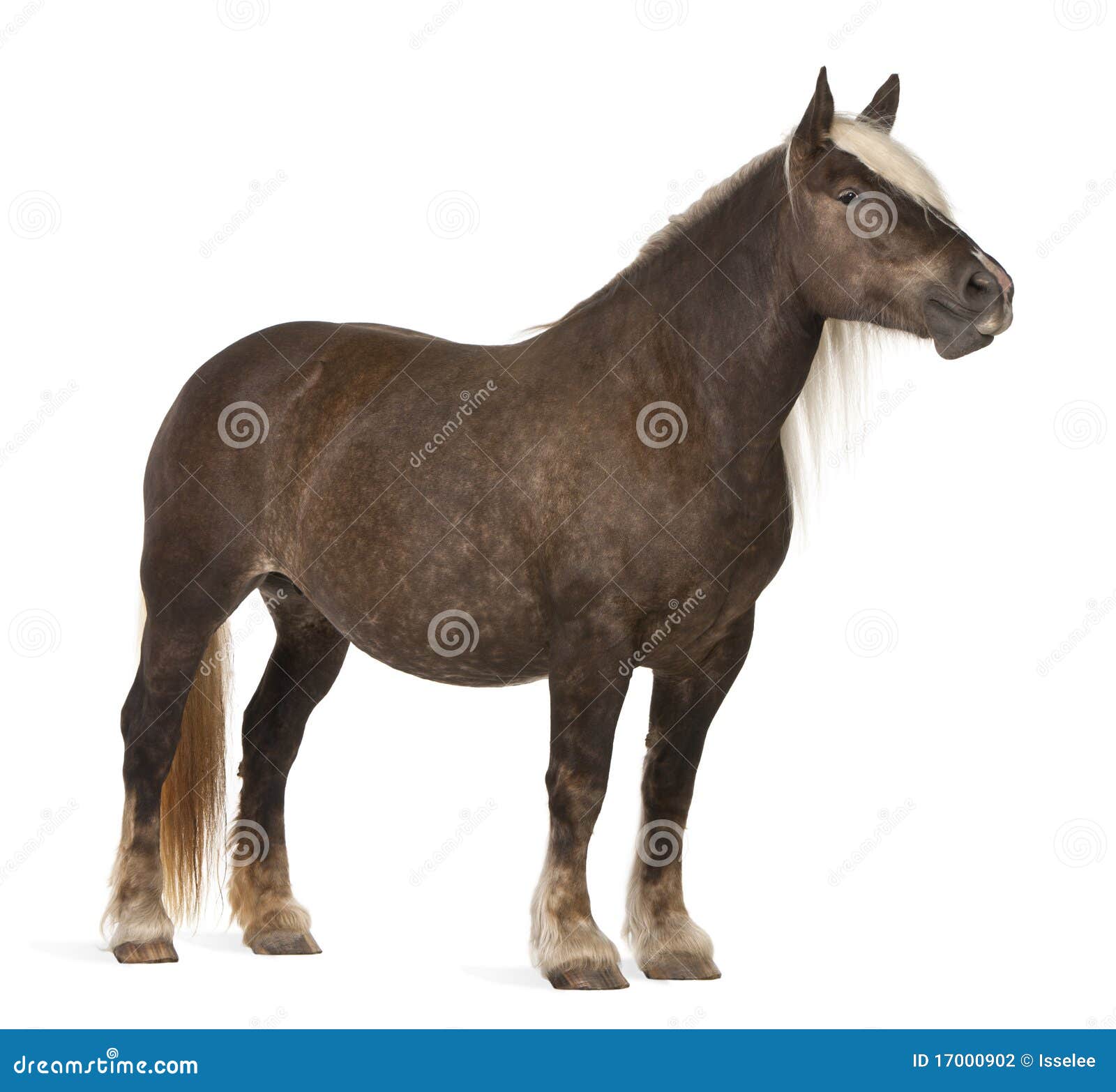 Comtois Horse, a Draft Horse, Equus Caballus Stock Photo - Image of ...