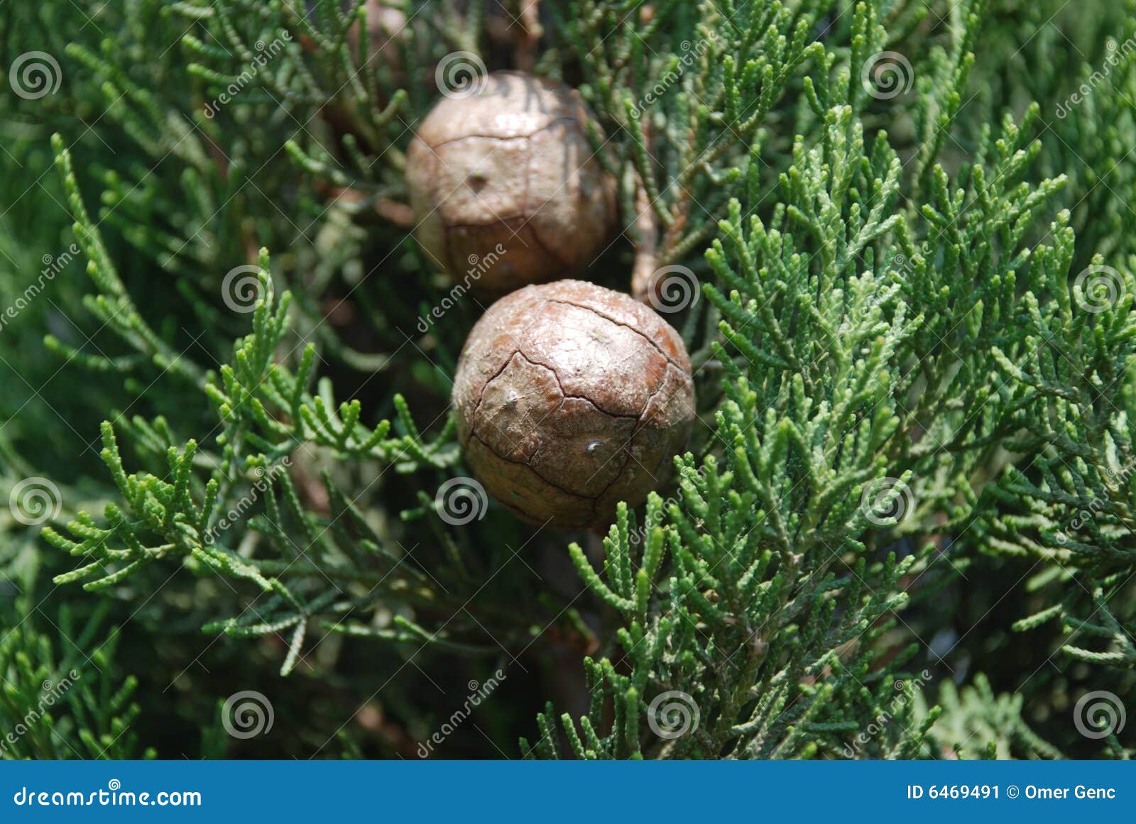 Coníferas do cipreste imagem de stock. Imagem de cone - 6469491