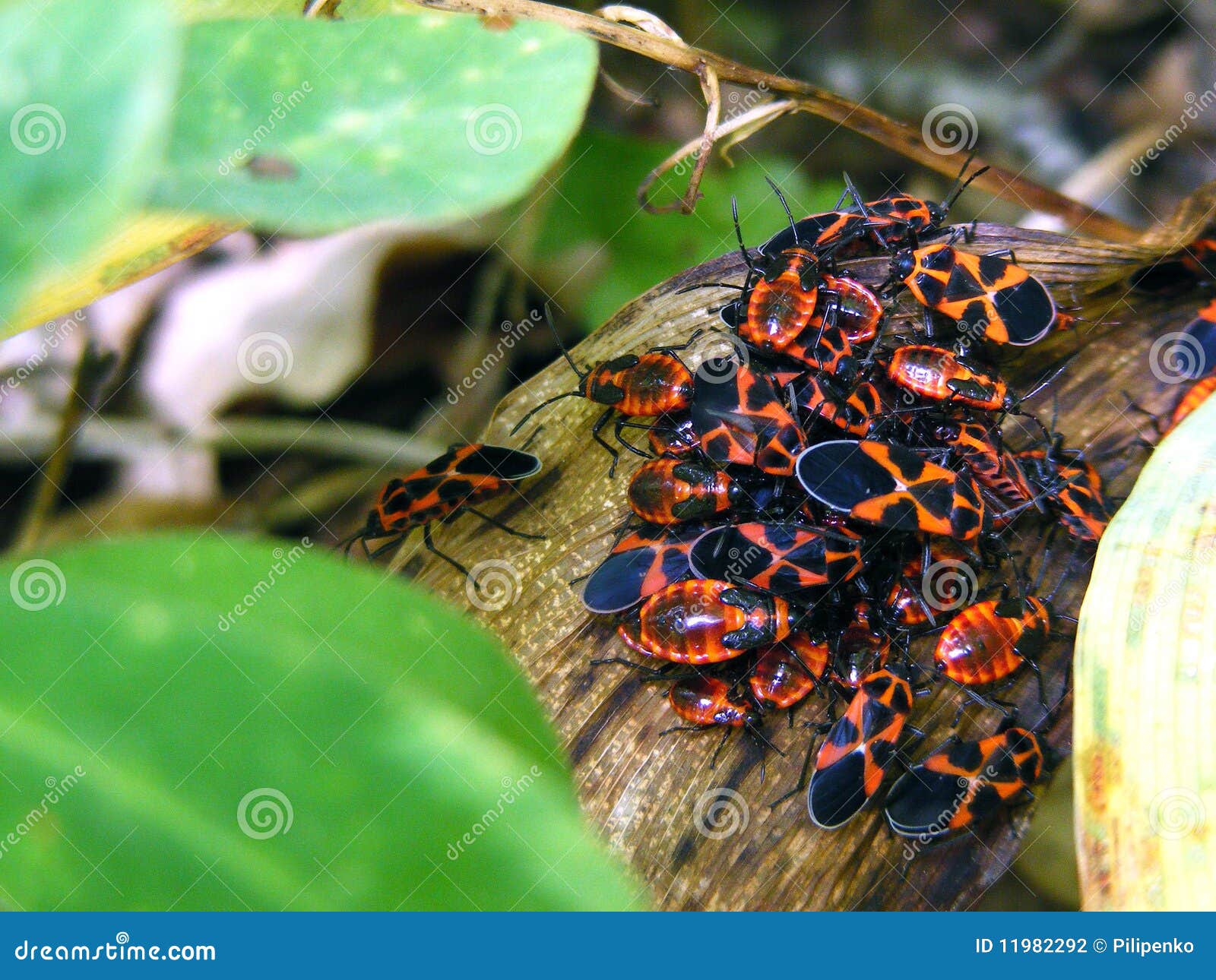 Con gli insetti fotografia stock. Immagine di macro, piccolo - 11982292