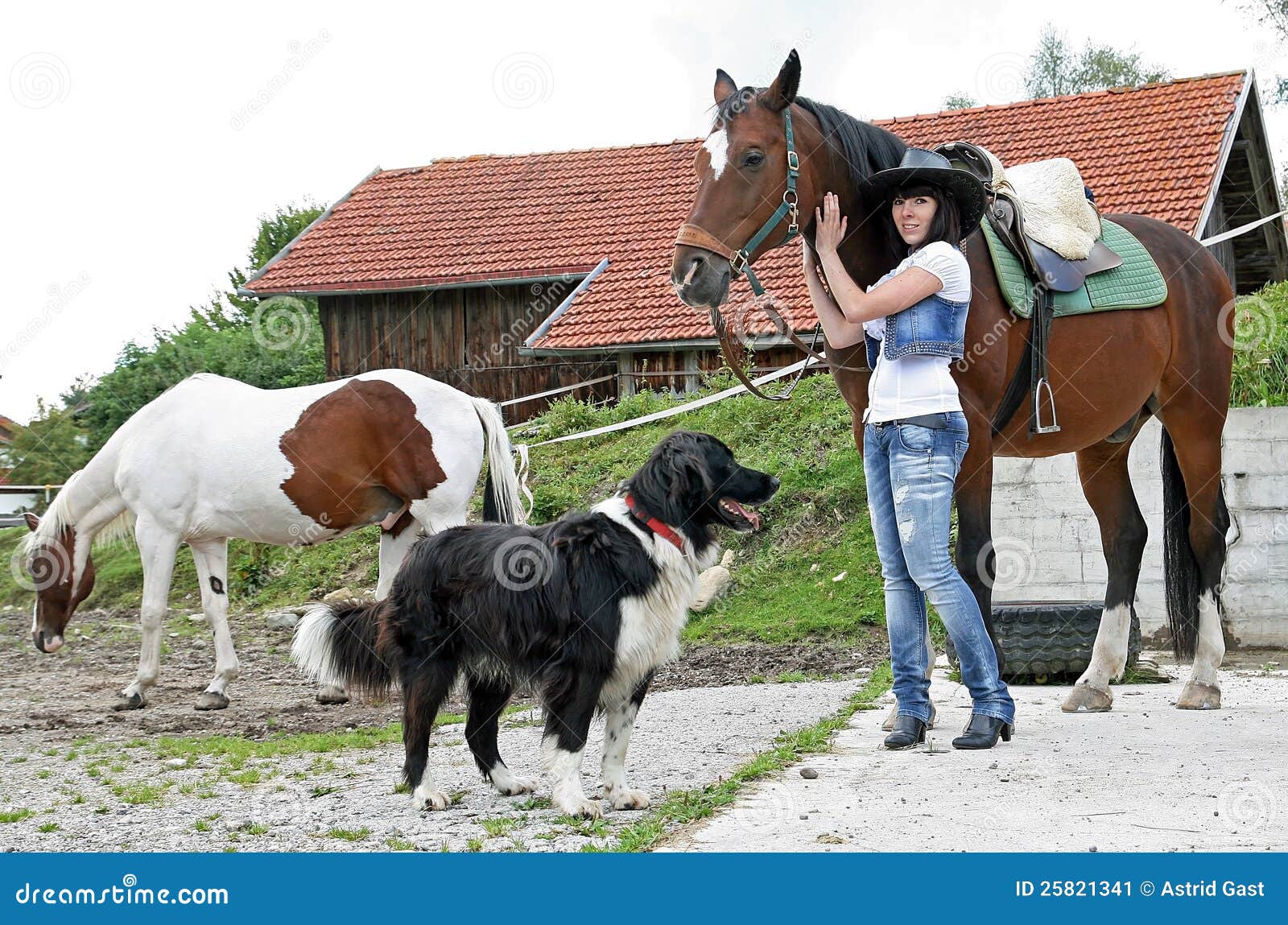 Con Los Caballos Y El Perro Imagen de archivo - Imagen de caricia, pelo ...