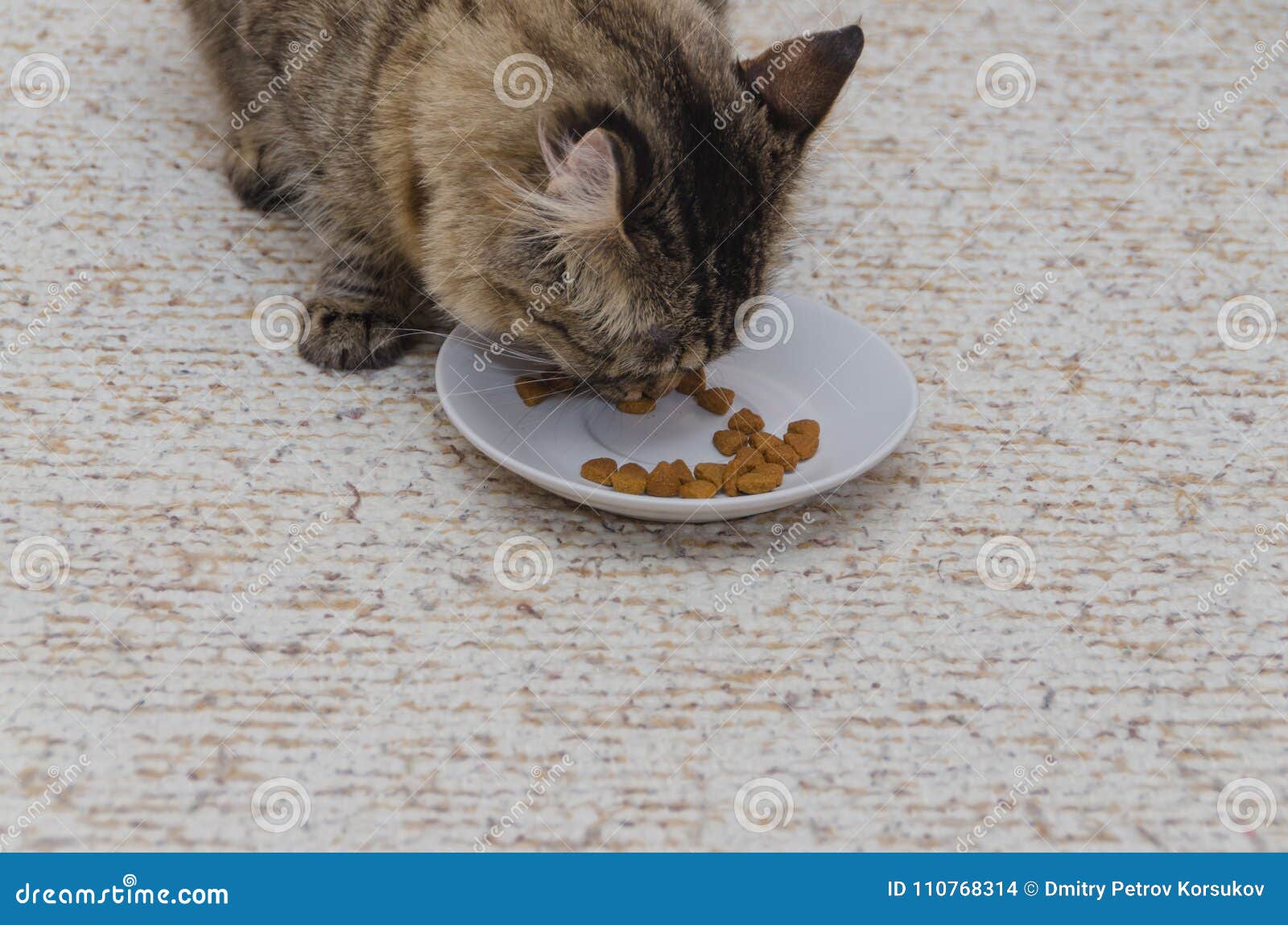 Con Un Platillo De La Comida Seca Come En Casa El Gato Gris Foto de ...