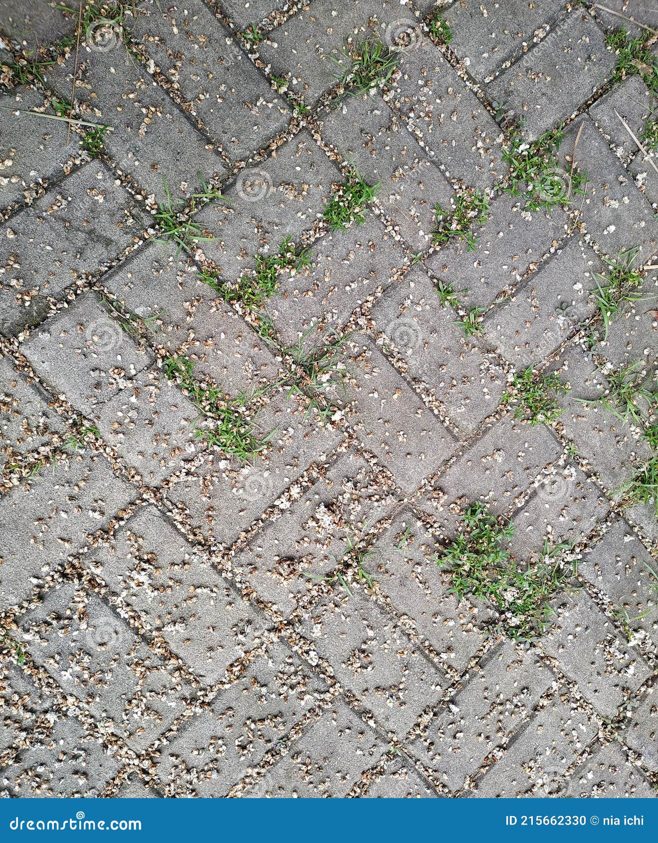 Conblock Background with Plan Flowers Drop Stock Photo - Image of ...