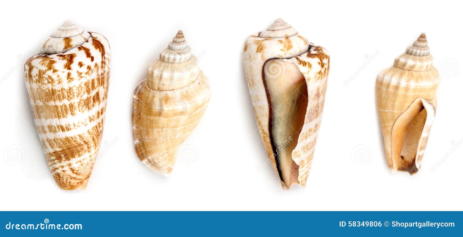 Conca E Samar Conch Shells Di Strwberry Fotografia Stock - Immagine di ...