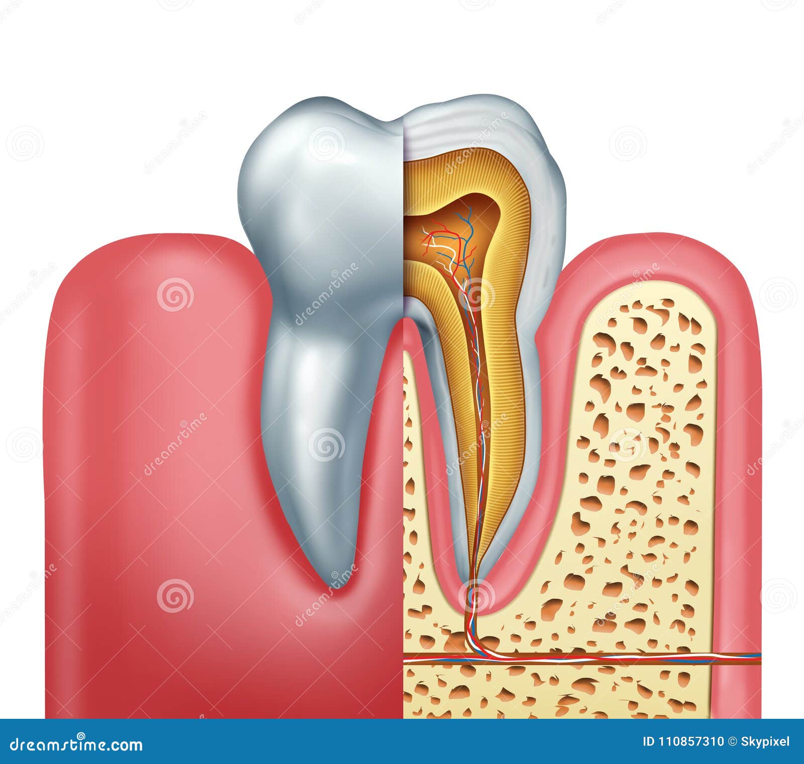 Conceito Humano Da Anatomia Do Dente Ilustração Stock - Ilustração de ...