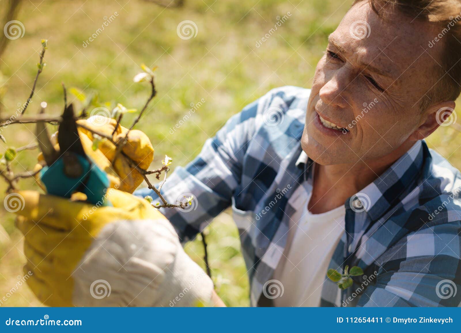 Concentrated Adult Man Pruning a Tree Stock Image - Image of farming ...