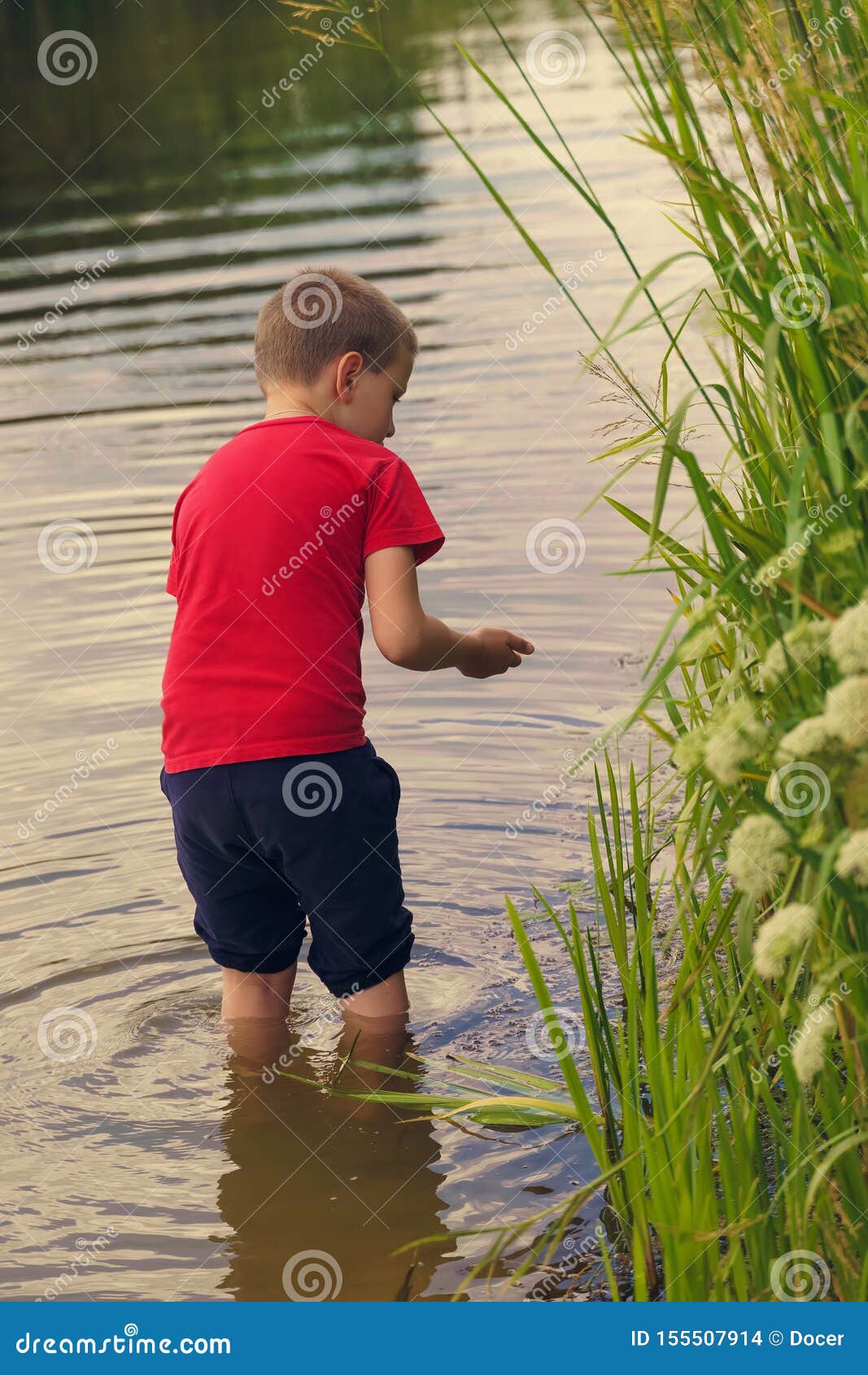 Concentrated Boy Knee-deep in Water Stock Photo - Image of hobby, pond ...