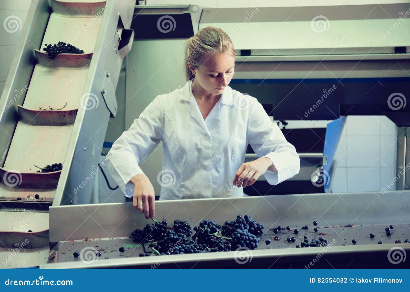 Concentrated Female Winery Worker at Sorting Line Stock Photo - Image ...