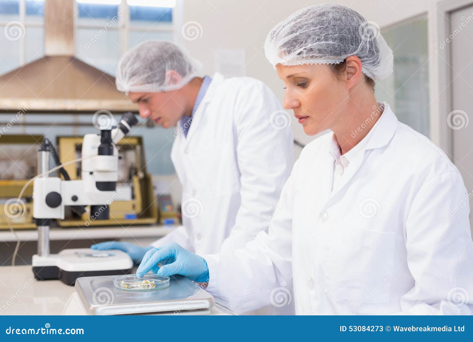 Concentrated Scientists Working with Seeds Stock Image - Image of dish ...