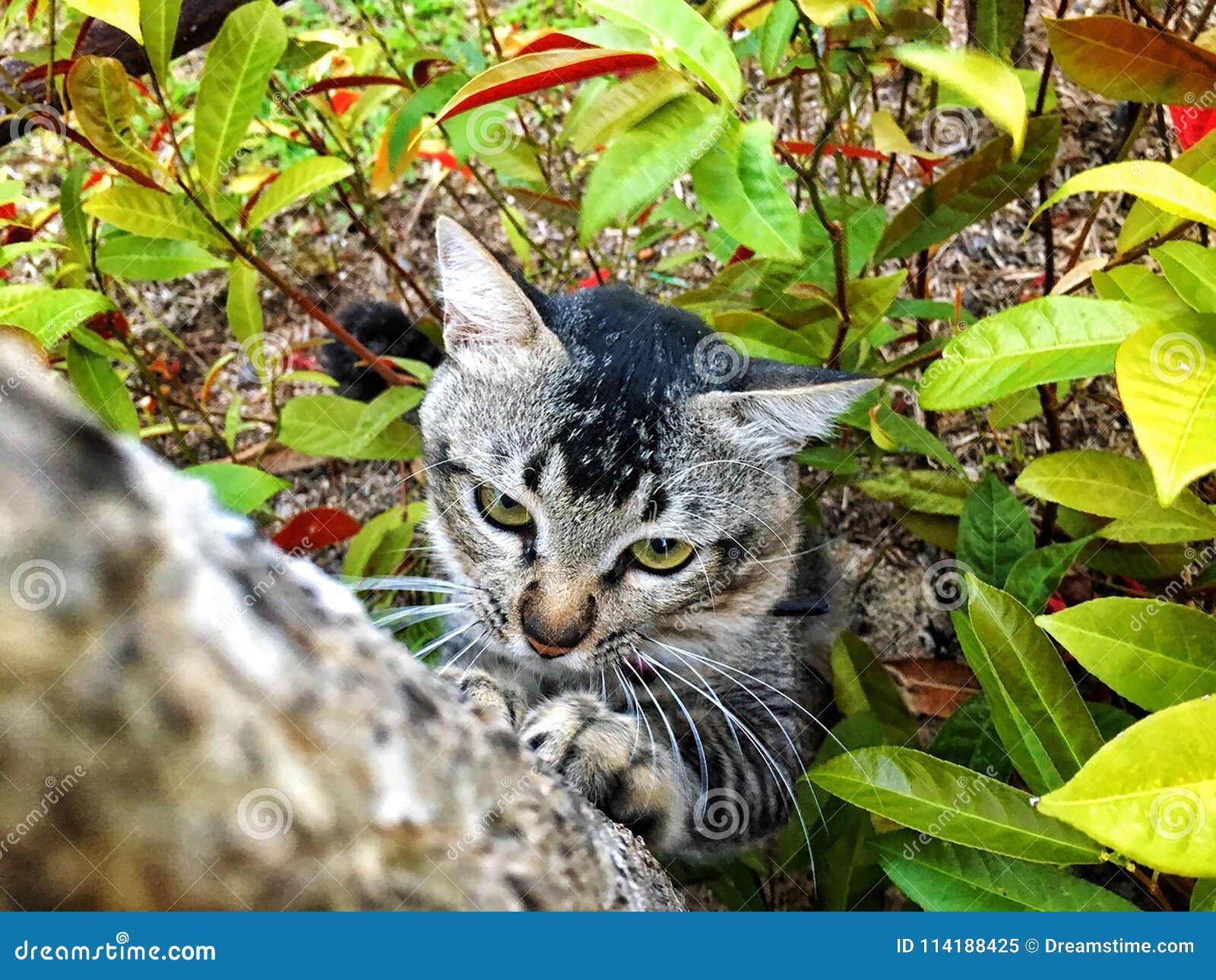 Cat scratching tree stock image. Image of habit, nature - 114188425