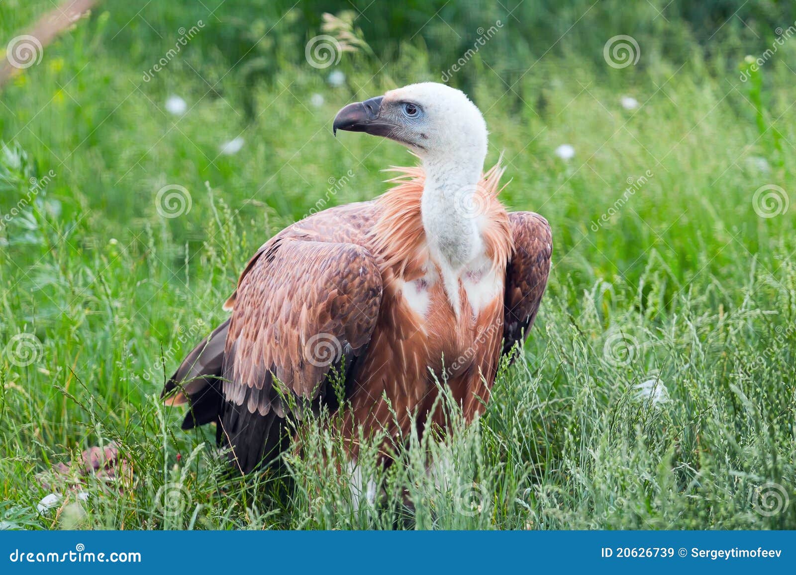 Concentrated Vulture (Gyps Fulvus) Stock Image - Image of eyes, prey ...